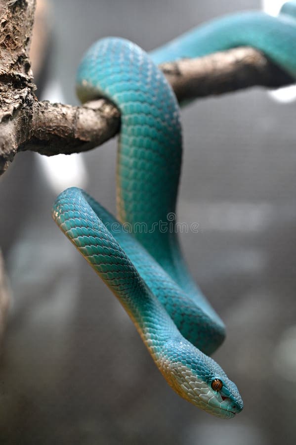 White Lipped Pit Viper, Blue Viper Snake Stock Photo - Image of venom ...