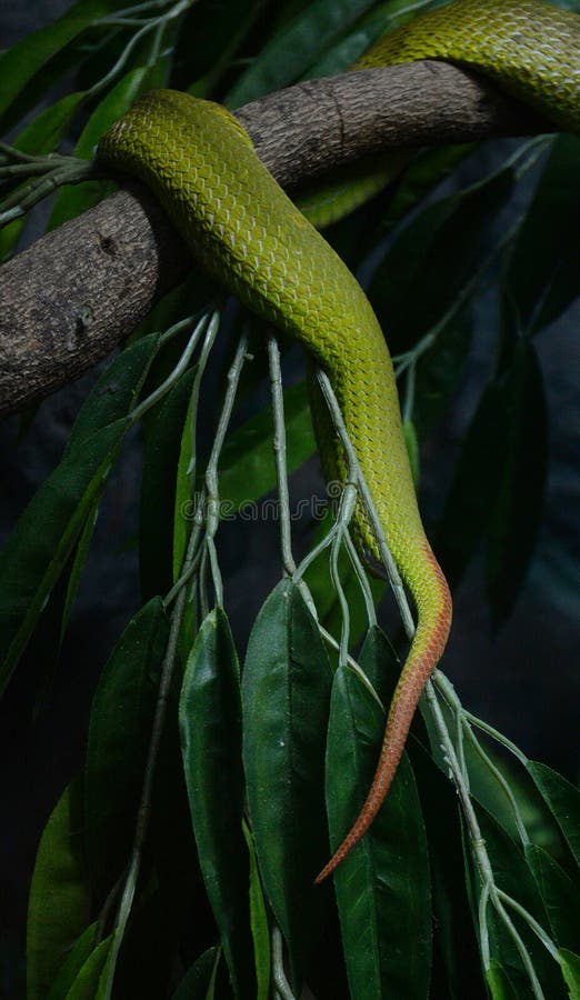 White lipped pit viper stock photo. Image of trimeresurus - 53529630