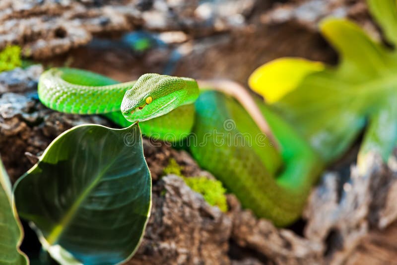 White-lipped Tree Viper. Indonesia. Stock Image - Image of viperidae ...