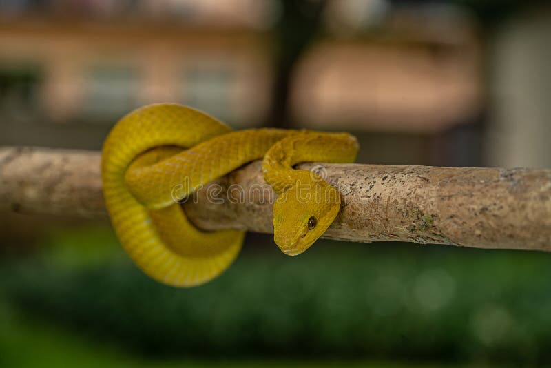 White-lipped Pit Viper Snake Perched on a Tree Branch Stock Photo ...