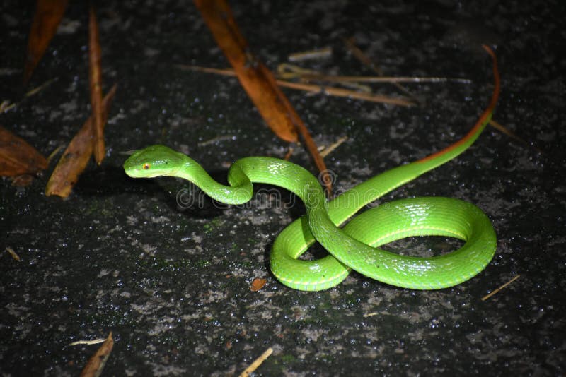 White lipped pit viper stock image. Image of animal - 261166333