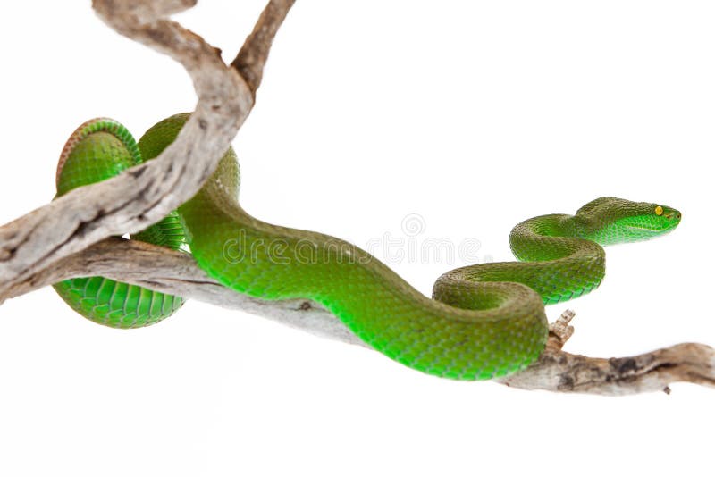 White-lipped tree viper stock photo. Image of viper, viperidae - 17431308