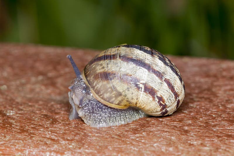 White Lipped Snail. stock photo. Image of slimy, stripped - 72988702