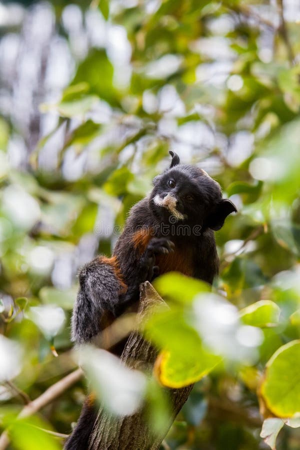 White Lipped Tamarin Monkey Sitting Tree Stock Photos - Free & Royalty ...