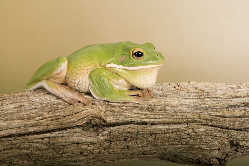 White Lipped Tree Frog Litoria Infrafrenata Stock Photo - Image of frog ...