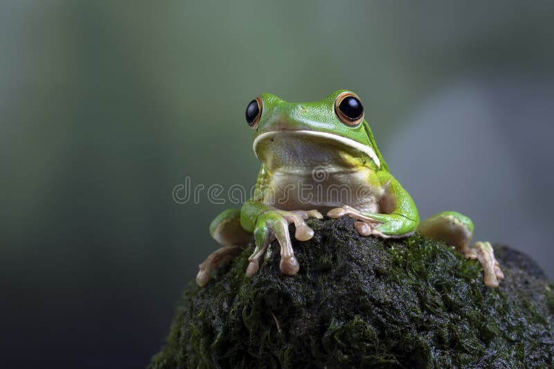 White-lipped Tree Frog (Litoria Infrafrenata) on Rock Stock Photo ... White-lipped Tree Frog (Litoria Infrafrenata) on Rock Stock Photo ...