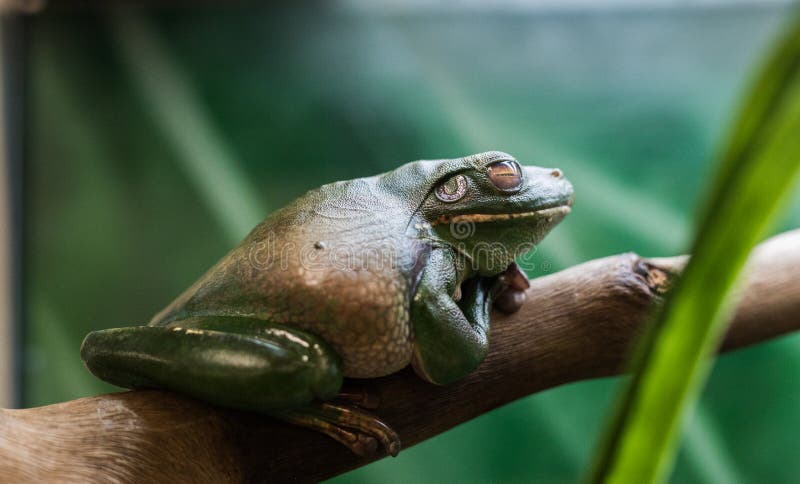 White Lipped Tree Frog stock image. Image of toad, frog - 68963117