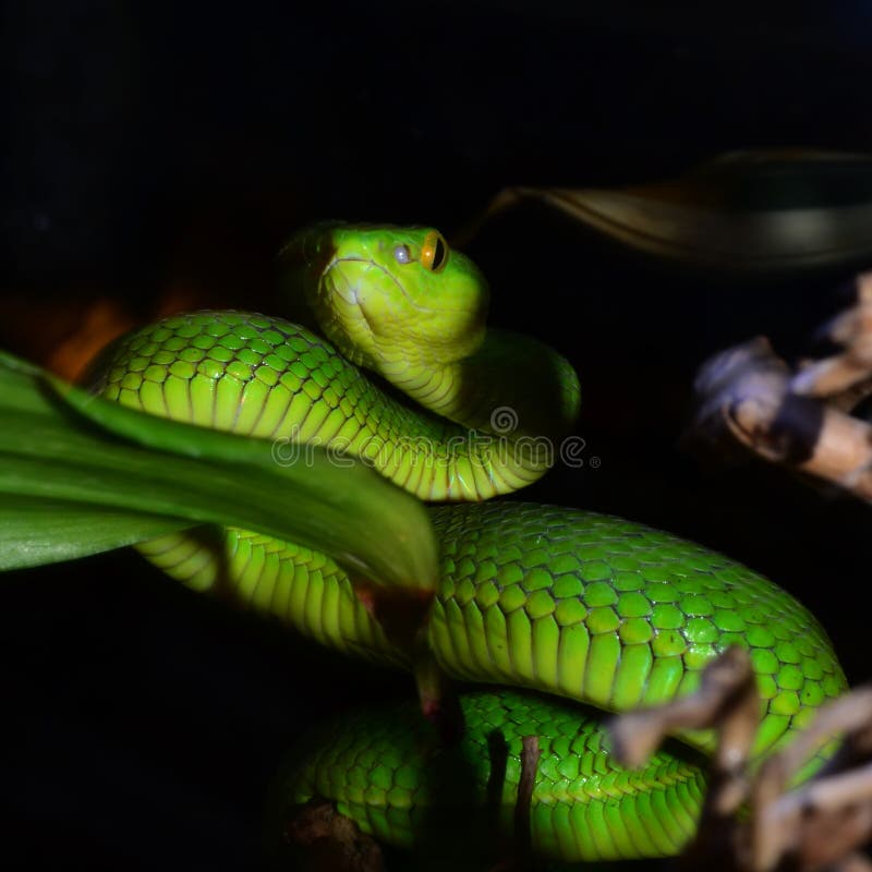 White-lipped Viper stock image. Image of reptiles, venomous - 166149211