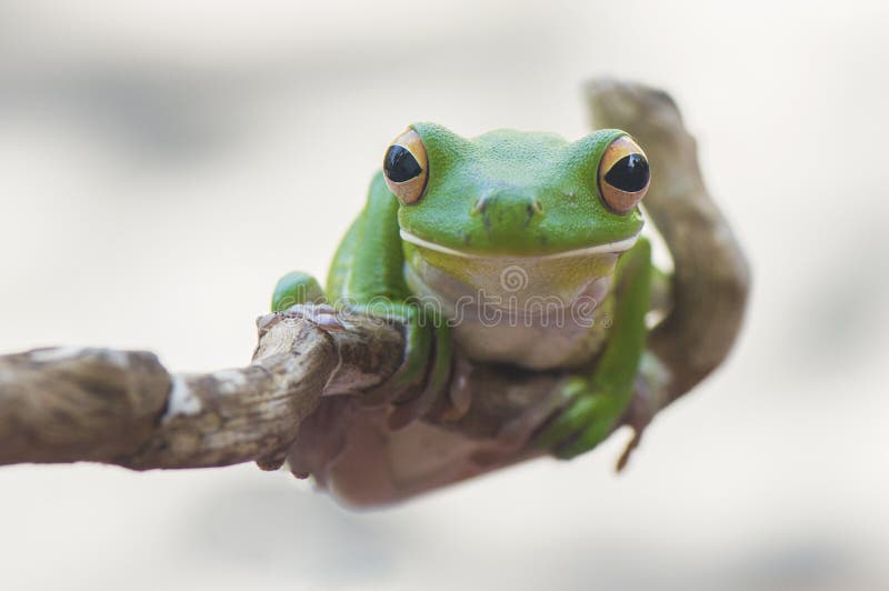 White Lips on the Tree stock image. Image of frog, bokeh - 109664879