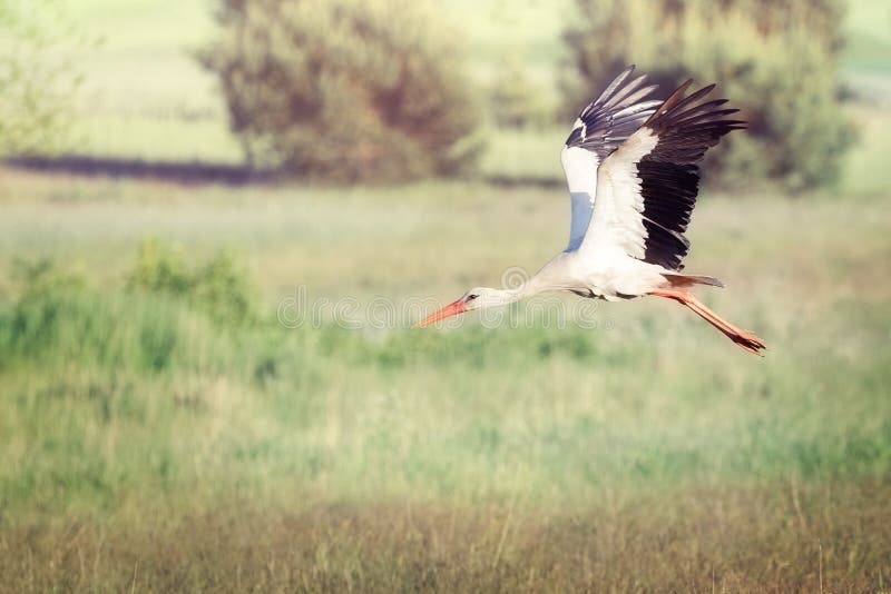 A White Lithuanian Stork Rising To Flight Stock Image - Image of nature ...