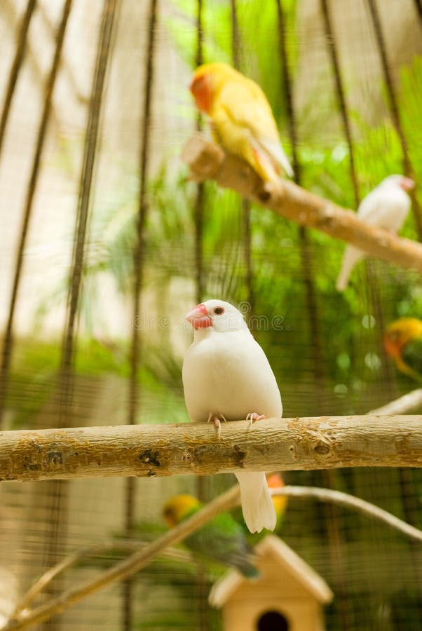 White Little Bird stock image. Image of squarking, talking - 10756619