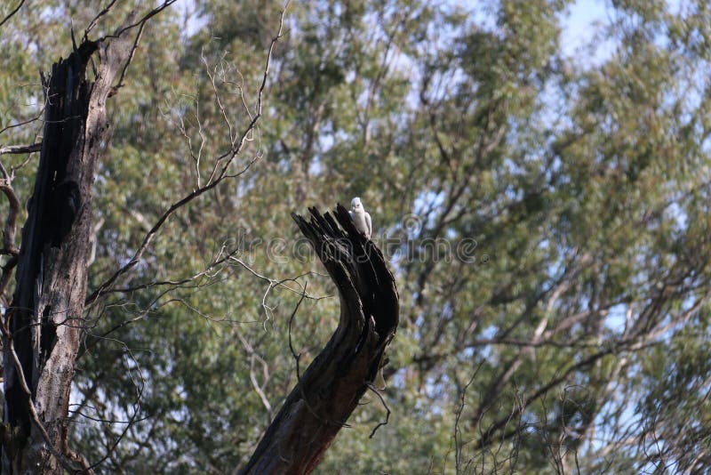 White Little Corella Bird on the Tree Stock Image - Image of branches ...