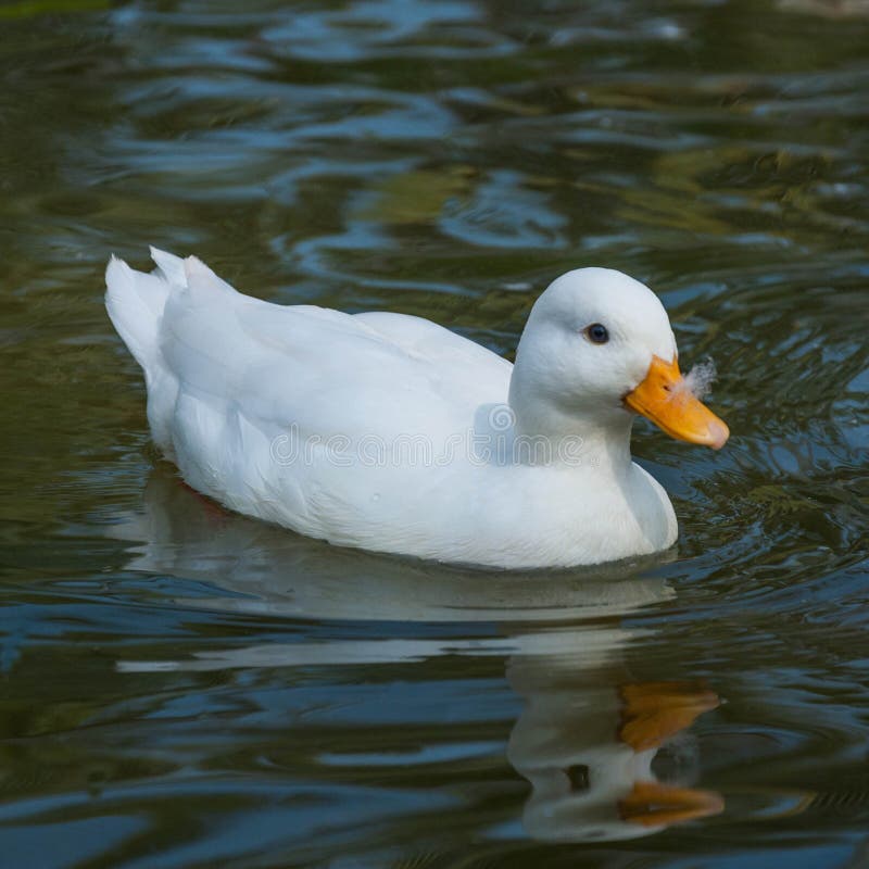 White Little Duck Floats On The Water Stock Photo - Image of face ...
