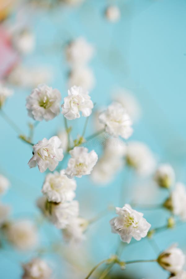 White Little Flowers Gypsophila on Blue Background Stock Photo - Image ...