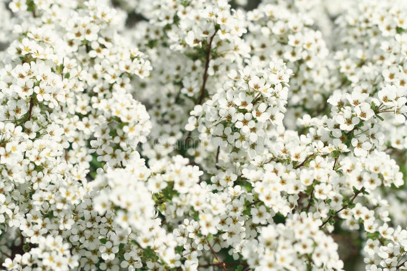 White Little Flowers in Spring Stock Photo - Image of gentle, design ...