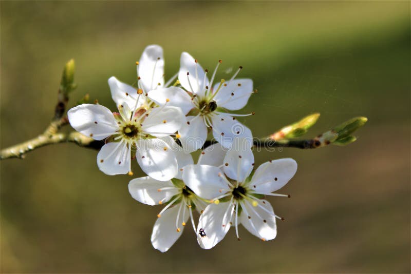 White Little Flowers on the Tree Stock Photo - Image of sign, close ...