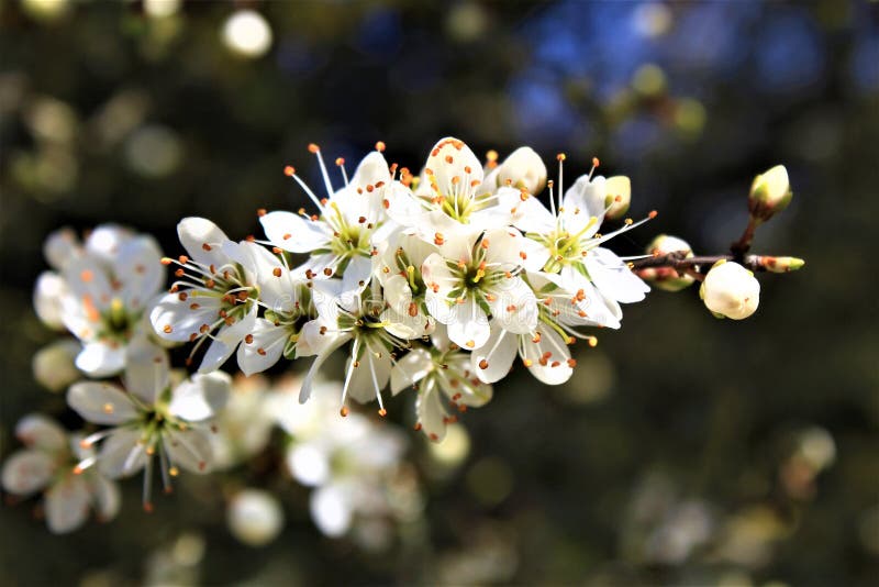 White Little Flowers on the Tree Stock Image - Image of trees, close ...