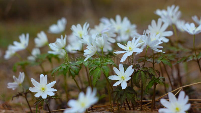 White Flowers in the Forest Stock Image - Image of forest, summer ...