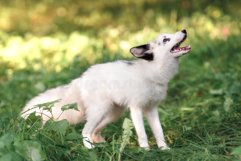 White Little Fox Runs on the Green Grass in Summer Eating Apples on the ...