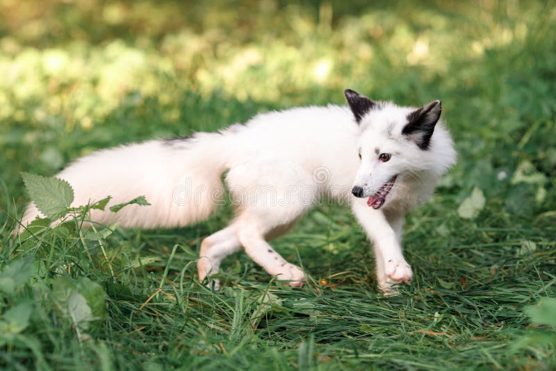 White Little Fox Runs on the Green Grass in Summer Eating Apples on the ...