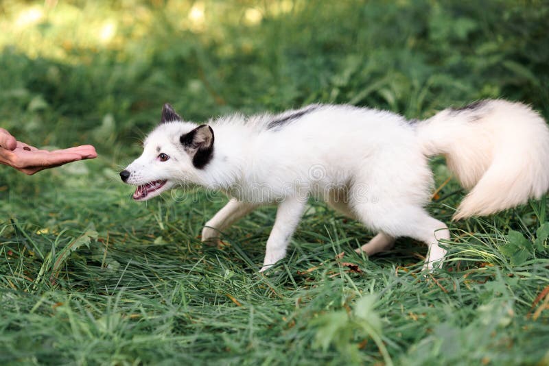 White Little Fox Runs on the Green Grass in Summer Eating Apples on the ...