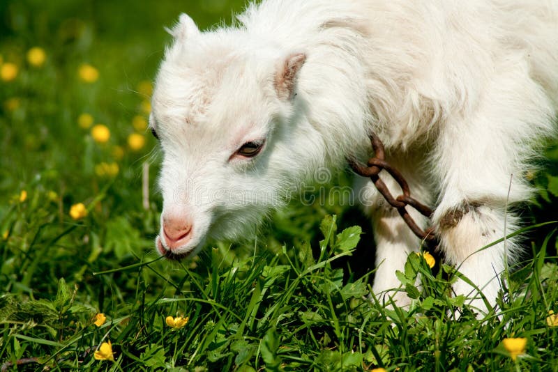 White little goat stock image. Image of female, agriculture - 22514779
