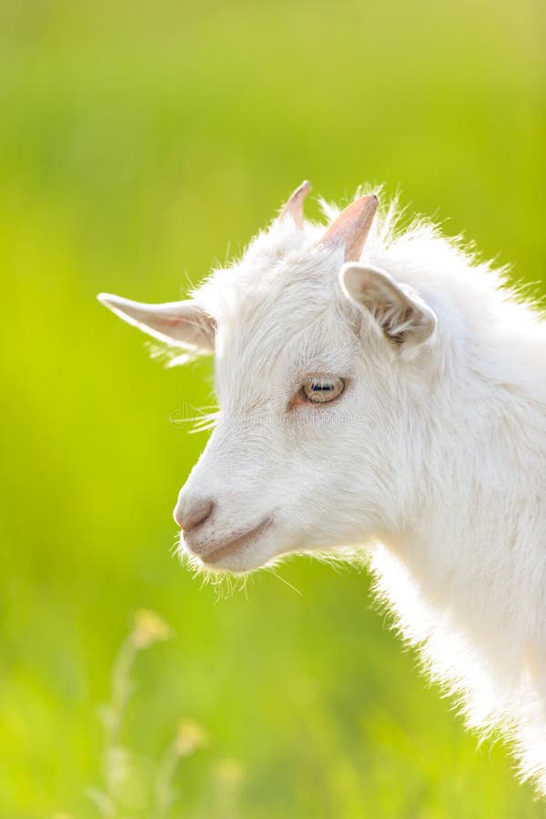 White little goat stock image. Image of light, horn, mammal - 78491583