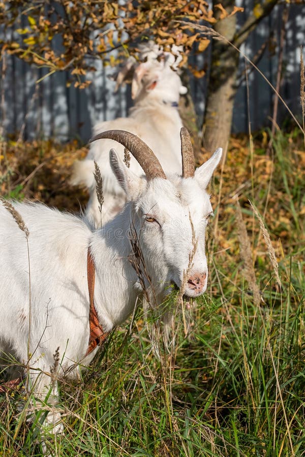 White Little Goat Looking at the Camera in the Village Autumn Time ...