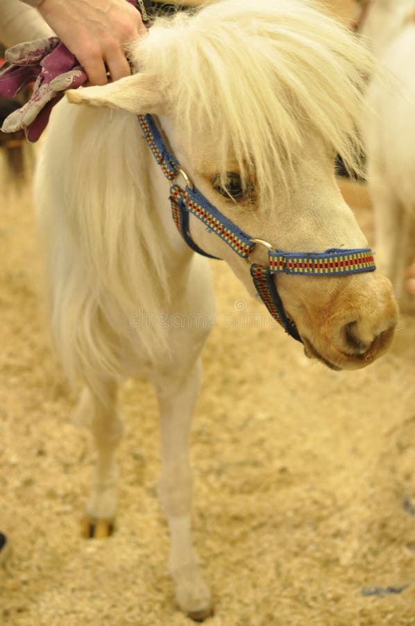 A white little horse stock image. Image of white, mane - 88354461