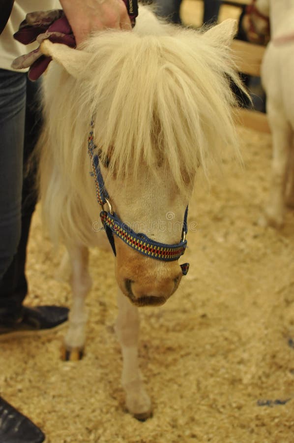 A white little horse stock photo. Image of horses, ponies - 88354462