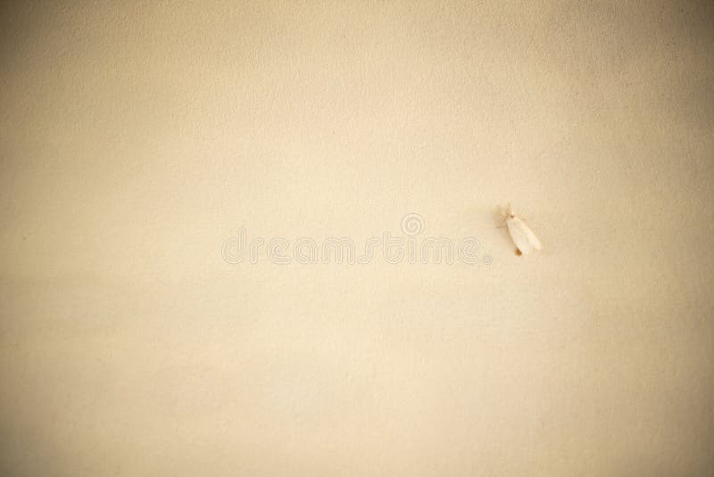 White Little Insect Holds on the White Wall for Hiding Stock Image ...