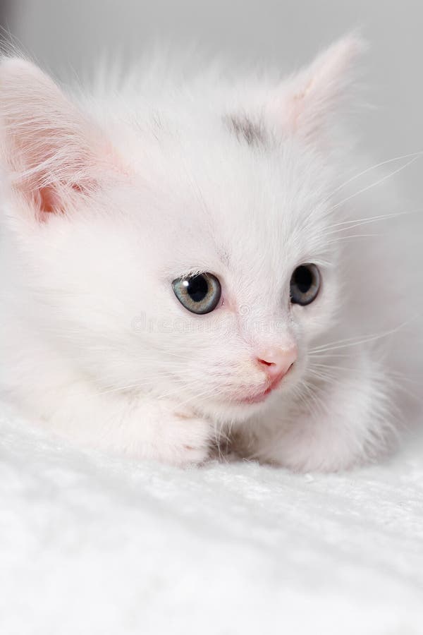 White little kitten stock photo. Image of small, animal - 55473308