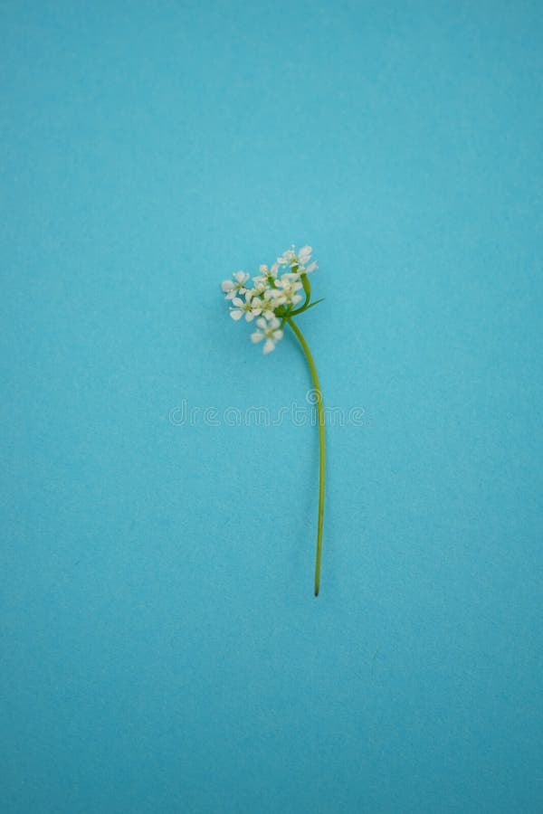 White Little Pollen Flower on Blue Table, Floral Card Stock Photo ...