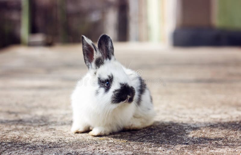 205 White Rabbit Black Spots Stock Photos - Free & Royalty-Free Stock ...