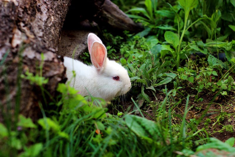 Little Rabbit Woods Stock Photos - Free & Royalty-Free Stock Photos ...