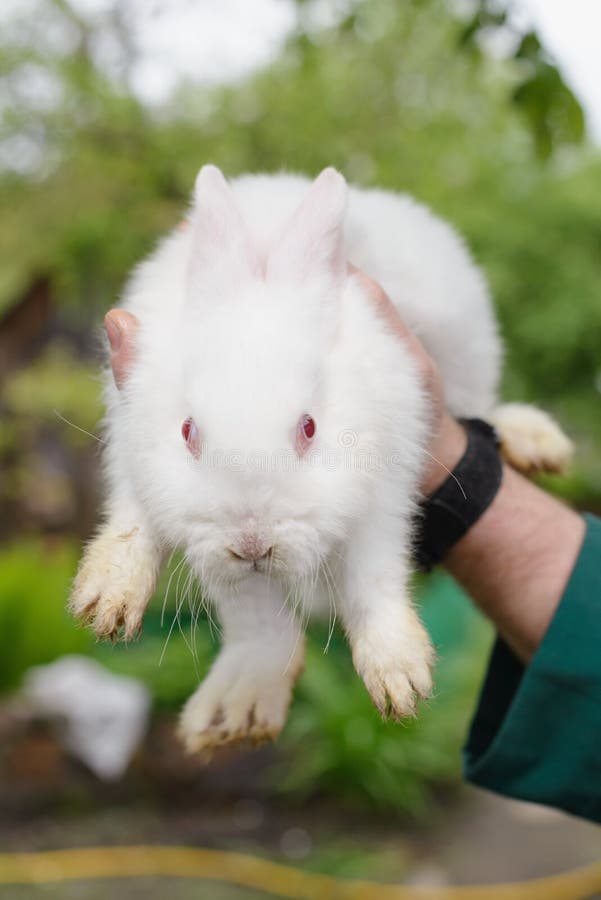 Rabbit the White Fluffy Plays on a Drum Stock Photo - Image of drum ...