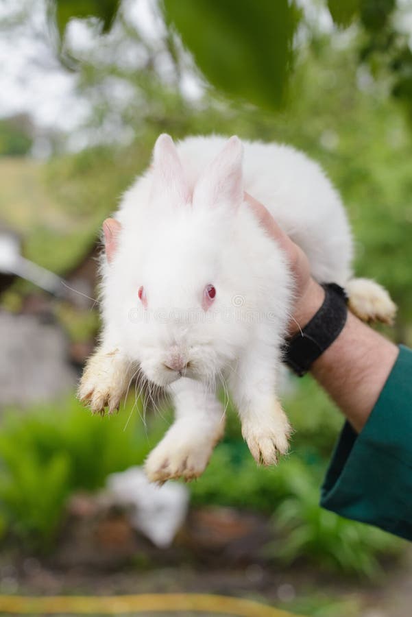 Rabbit the White Fluffy Plays on a Drum Stock Photo - Image of drum ...