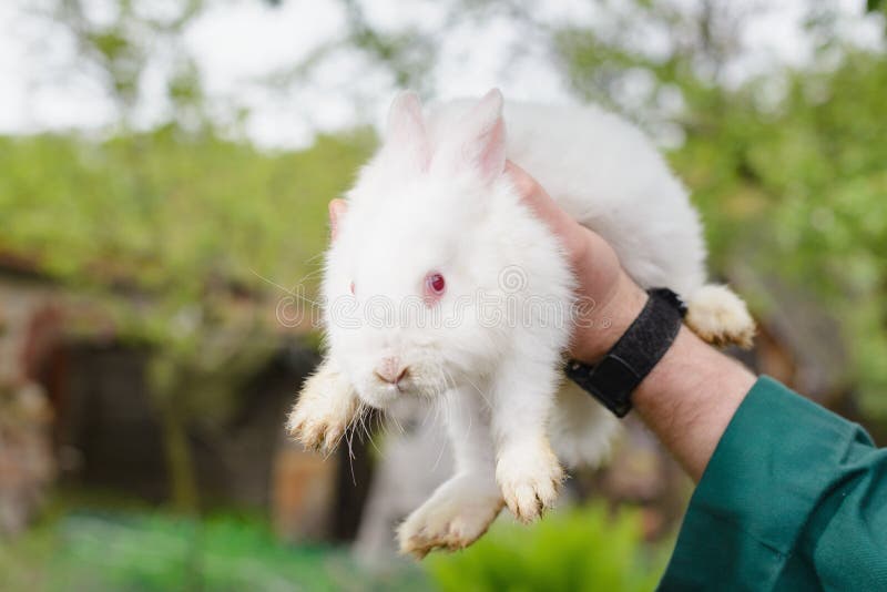 White Little Rabbit in Hand. Stock Photo - Image of farm, grass: 94097922