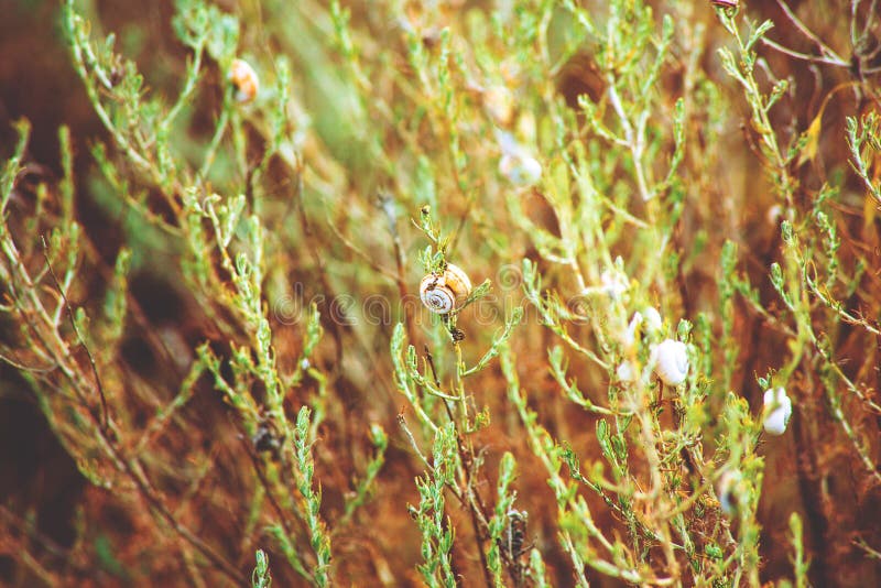 White Little Snails on the Grass. Nature. Summer Stock Image - Image of ...