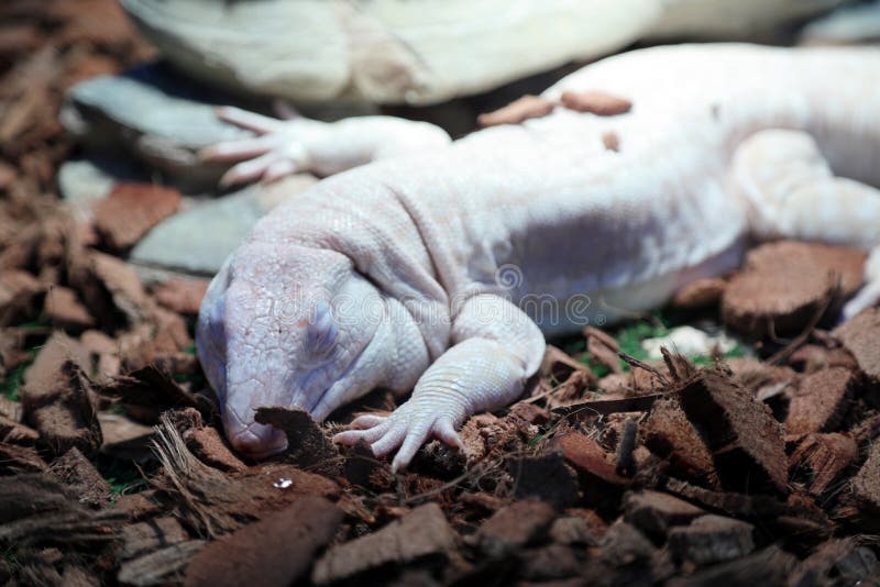 White Lizard stock image. Image of mutant, dragon, frontal - 196508727