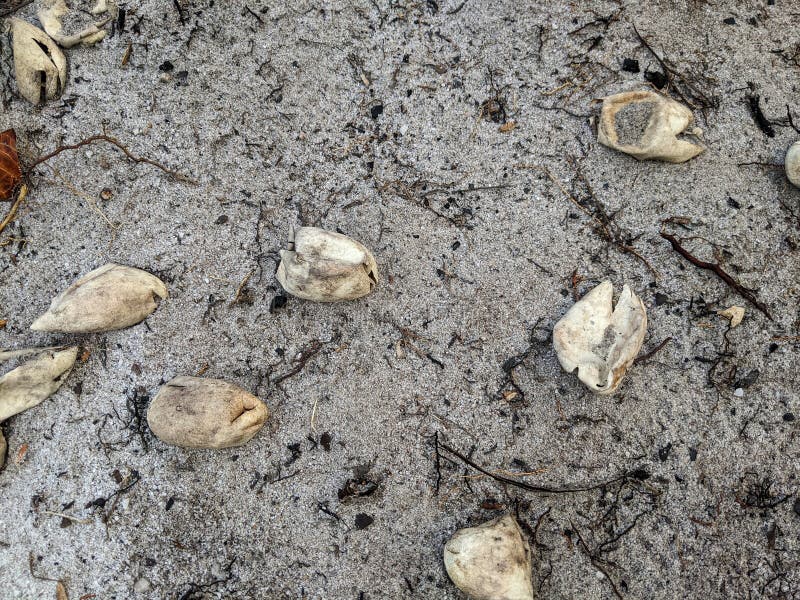 The White Lizard Eggshell on the Ground Stock Photo - Image of shell ...