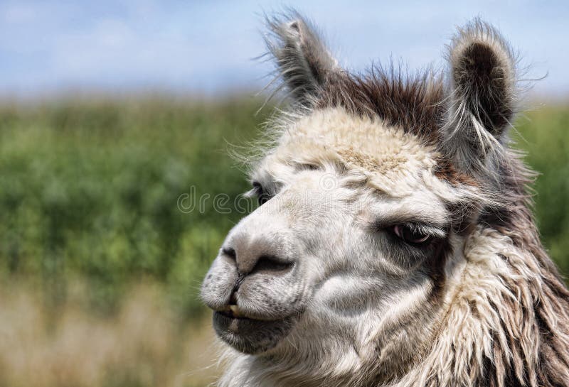 White Llama stock image. Image of outdoors, farm, wool - 17248967