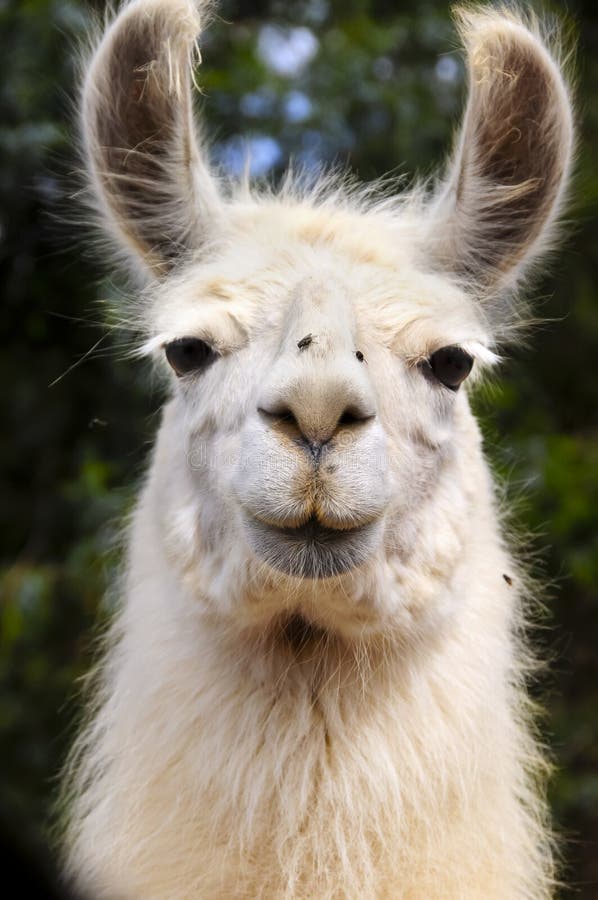 White Llama Stock Images - Image: 23191924