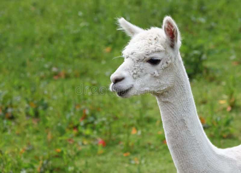 245 Llama Long Neck Stock Photos - Free & Royalty-Free Stock Photos ...