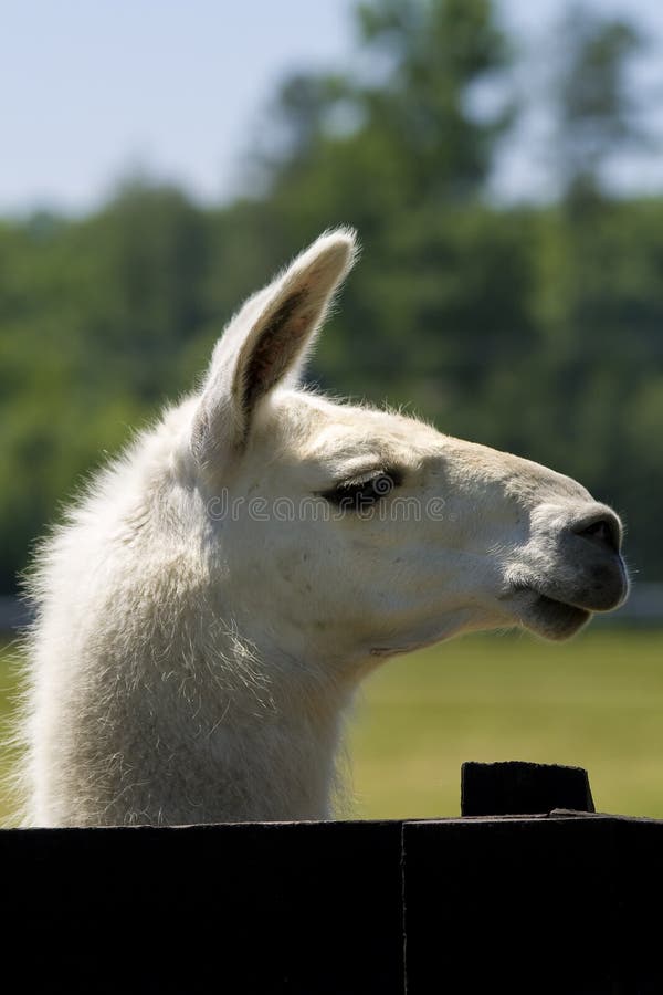 White Llama Picture. Image: 5375057