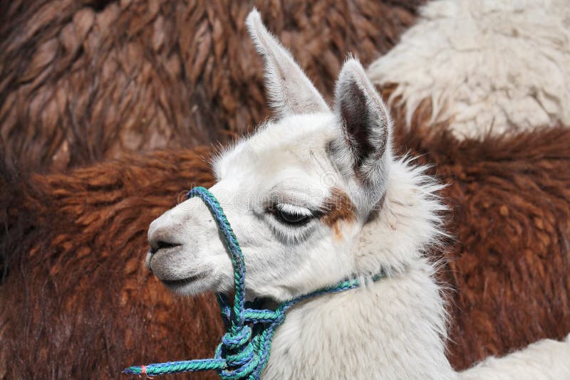 White llama - baby animal stock photo. Image of hairy - 13008066