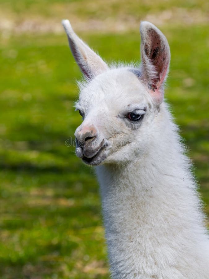 White llama cria stock photo. Image of animal, american - 73105356