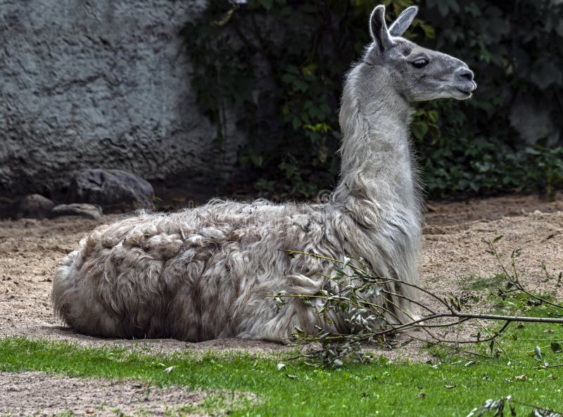 White Llama on the Ground 1 Stock Photo - Image of animal, hornless ...