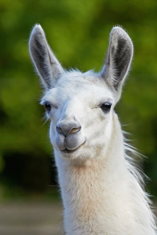 White Llama (Lama glama) stock photo. Image of llama - 30600722