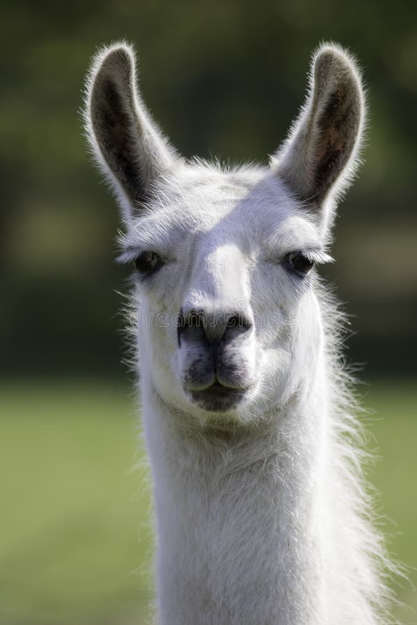 Evil Alpaca
